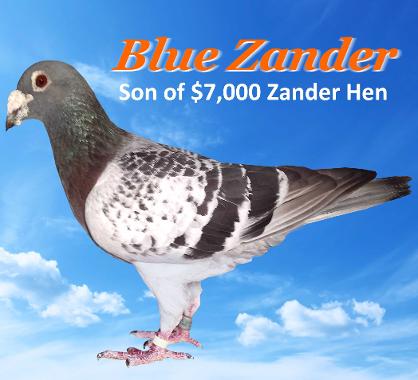 Stock Birds | Northern Gold Coast | Hudson Lofts